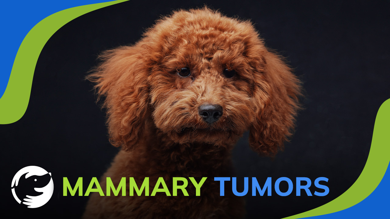 Mammary Tumors