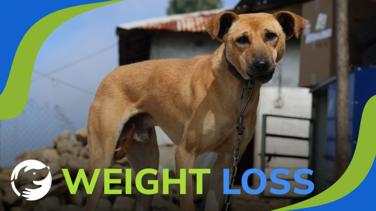 What to Feed a Dog with Cancer │ Dr. Demian Dressler Q&A