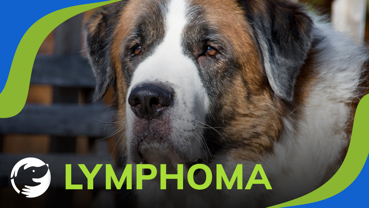 Lymphoma