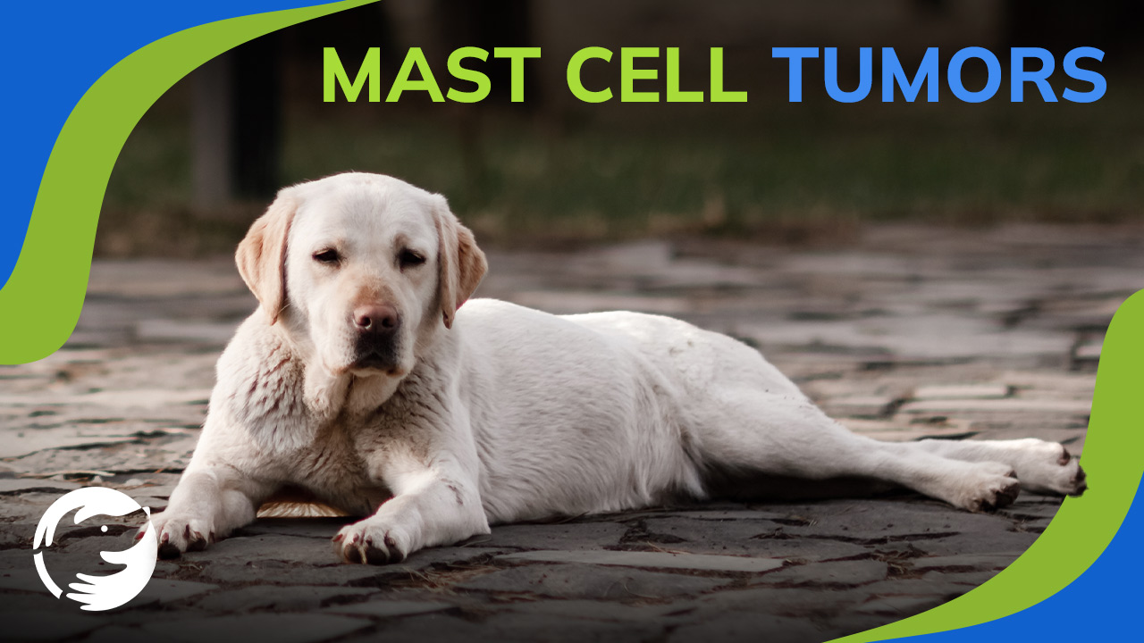 Mast Cell Tumors