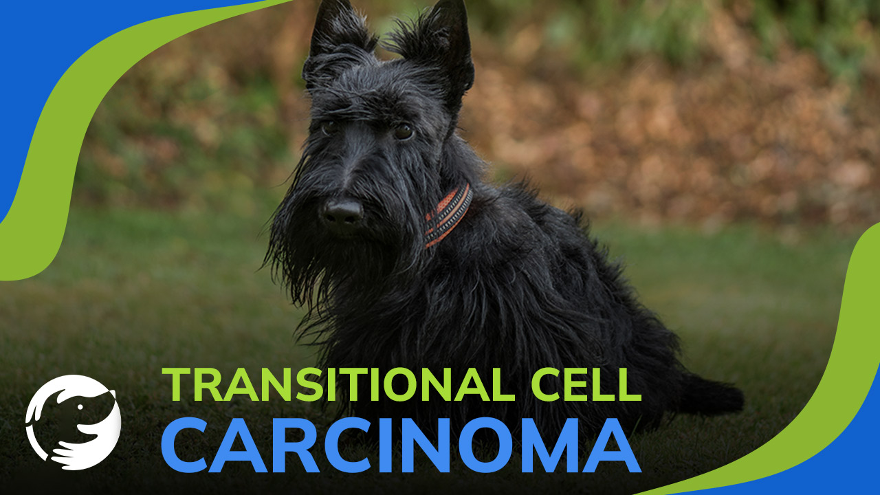 Transitional Cell Carcinoma