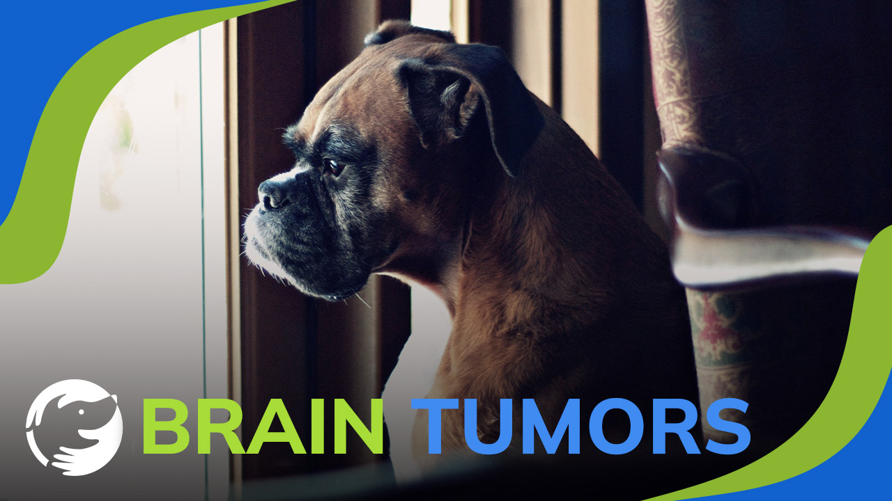 Brain Tumors - DogCancer.com