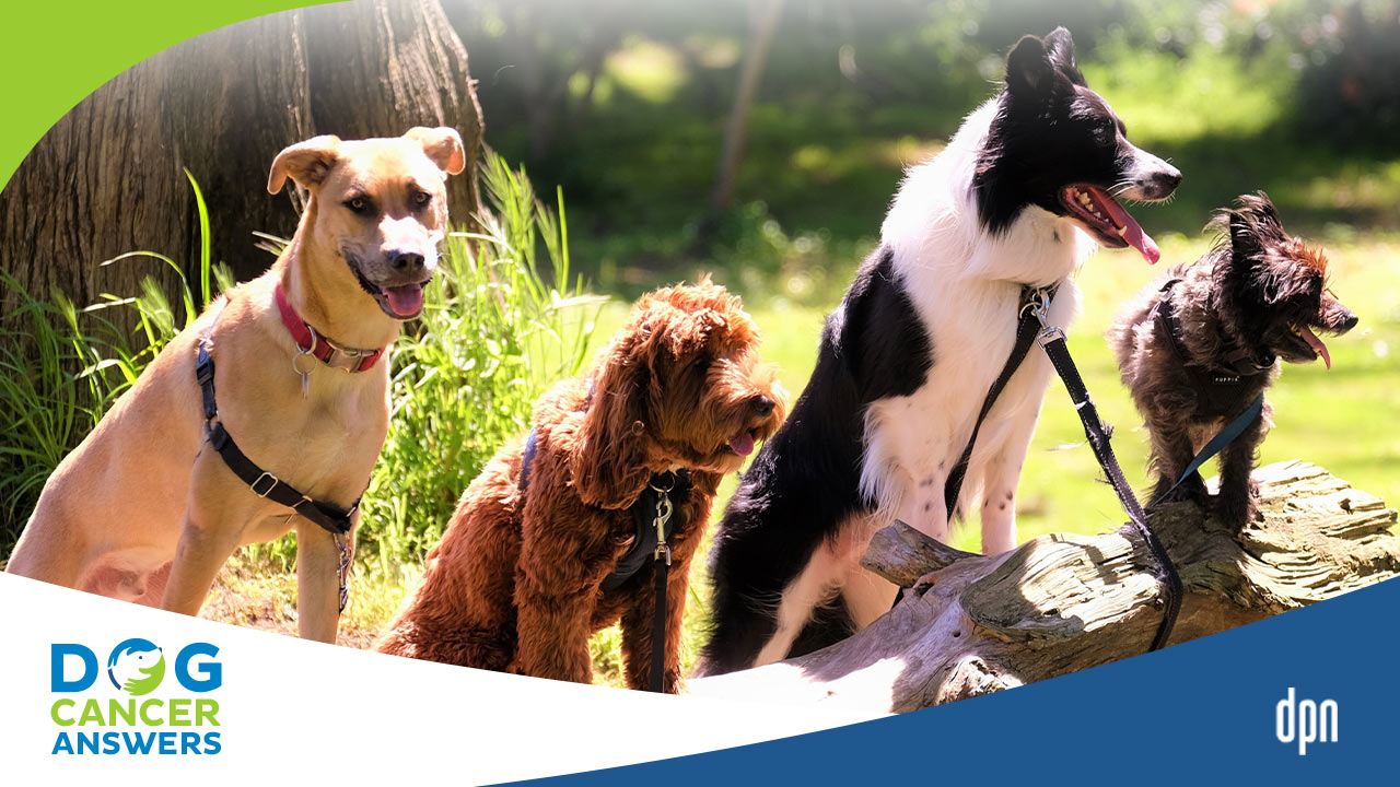 The Breeds Who Tend to Get Cancer - DogCancer.com