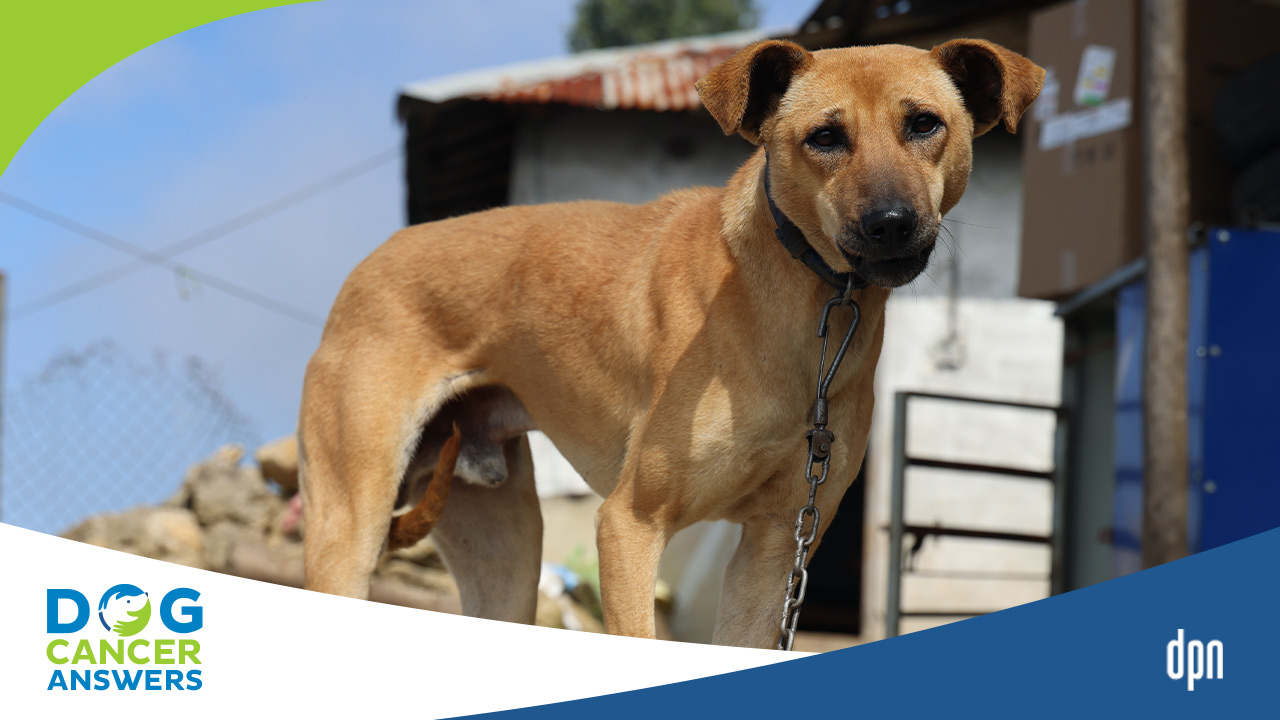 What Is Cachexia and What to Do