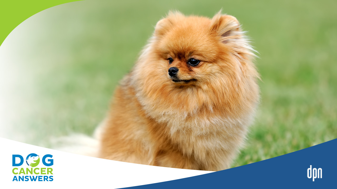 Chronic Lymphocytic Leukemia in Dogs │ Dr. Demian Dressler Q&A