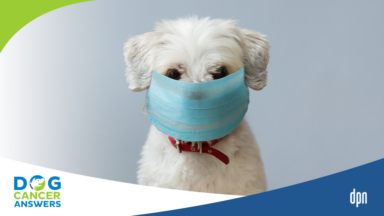 COVID-19 & Dogs: What You Need to Know About Coronavirus │ Dr. Nancy ...