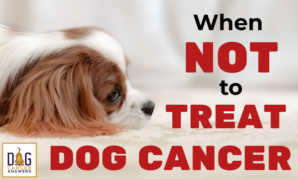 Dog Cancer Grief: During and After