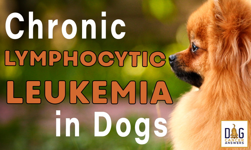 Chronic Lymphocytic Leukemia in Dogs │ Dr. Demian Dressler Q&A
