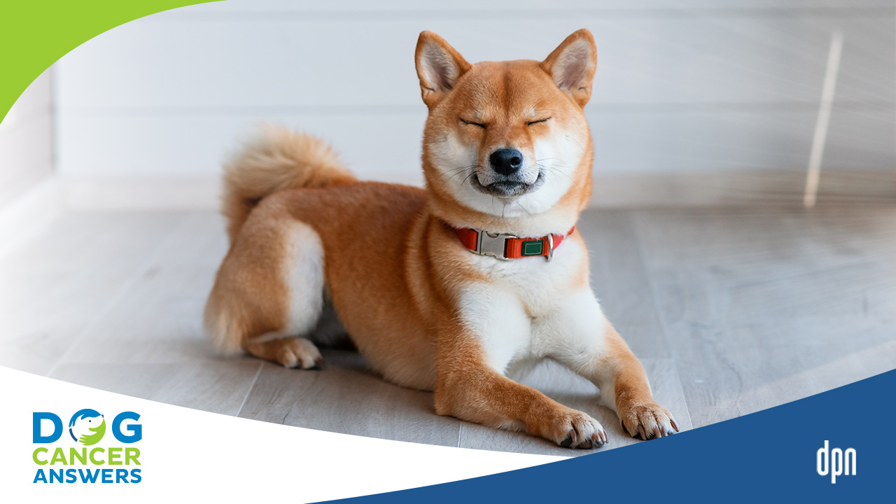 CBD Oil for Dogs │ Dr. Demian Dressler Deep Dive