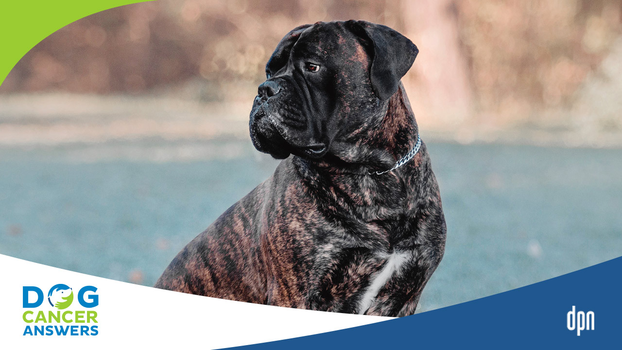 Tanovea for Dogs with Lymphoma │ Dr. Demian Dressler Q&A