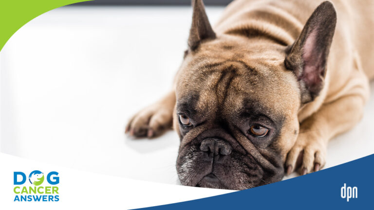 Prednisone for Dogs (Prednisolone)