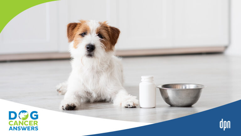 How to Choose the Best Dog Supplements