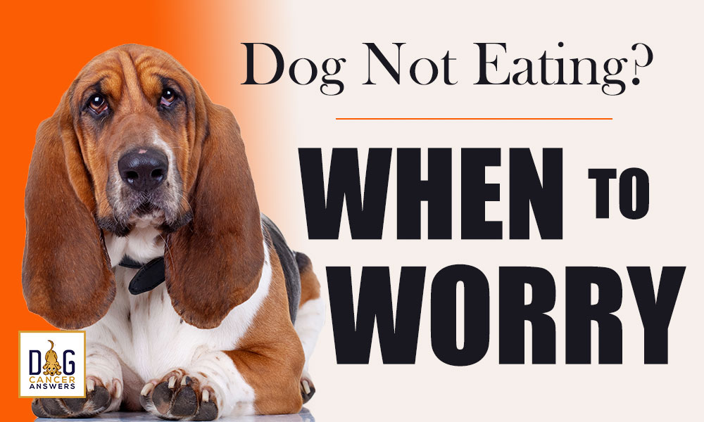 Dog Not Eating? When to Worry │ Dr. Demian Dressler Q&A