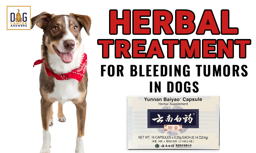 Herbal Treatment for Bleeding Tumors in Dogs │ Dr. Demian Dressler Q&A