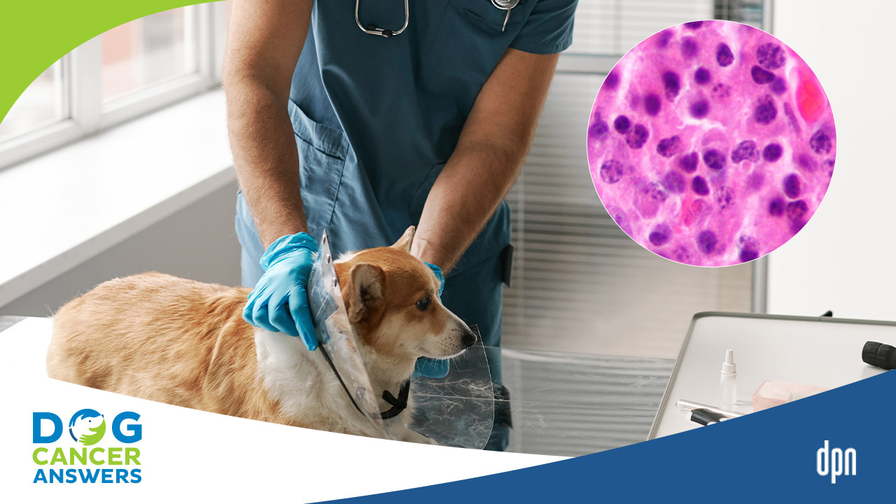 Rare Plasmacytomas in Dogs │ Dr. Nancy Reese Q&A