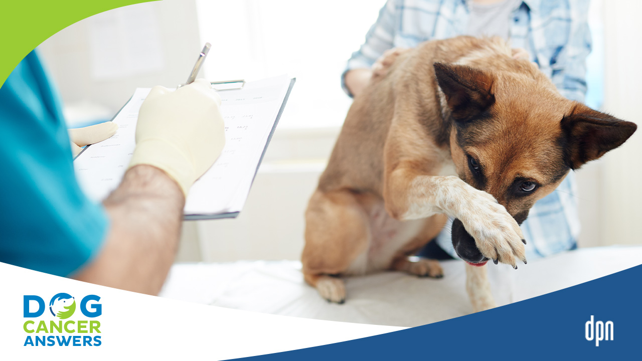 What Are the Symptoms of Dog Cancer? │ Dr. Demian Dressler Q&A