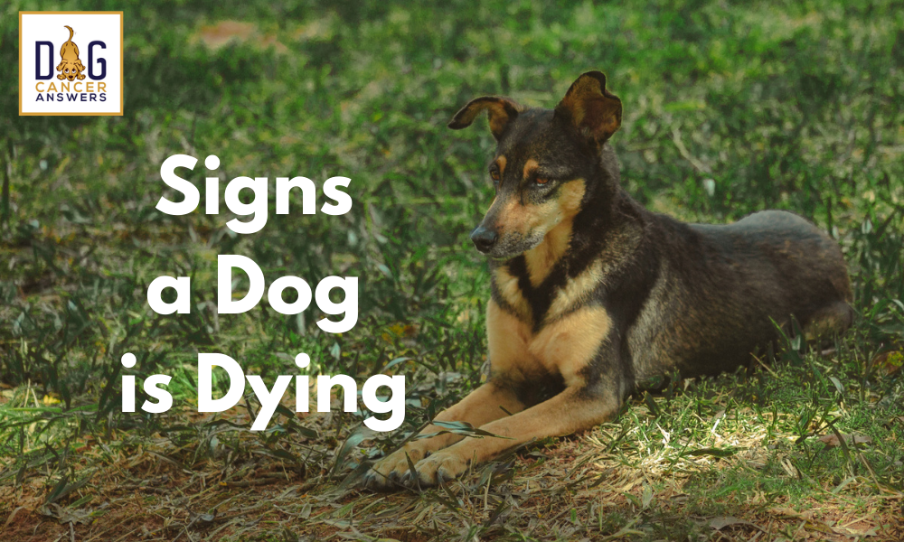 Signs a Dog is Dying: A Vet Reveals What Your Dog May Be Experiencing
