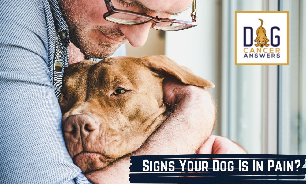 Signs Your Dog Is in Pain | Dr. Demian Dressler Deep Dive