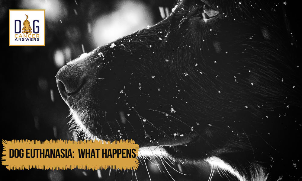 Dog Euthanasia: What Happens │ Dr. Nancy Reese Q&A