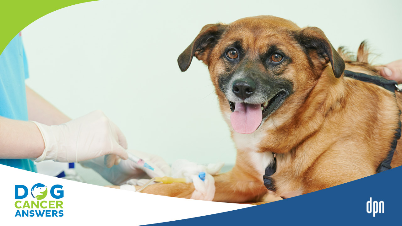 What to Expect the Day of Your Dog’s Surgery | Kate Basedow Deep Dive