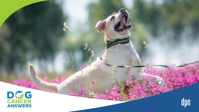 Bladder Cancer in Dogs, Including Transitional Cell Carcinoma