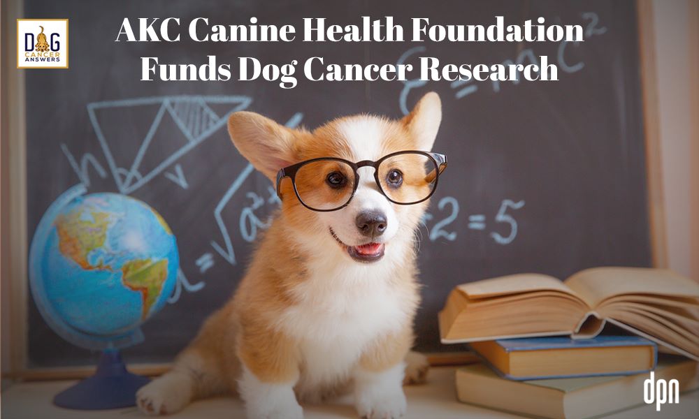 Pollution and Cancer in Dogs | Dr. Lauren Trepanier - DogCancer.com