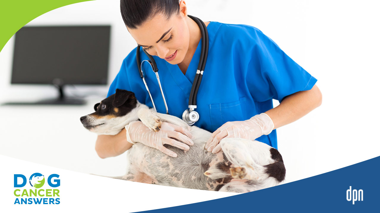 All About Radiation for Dogs | Jenny Fisher