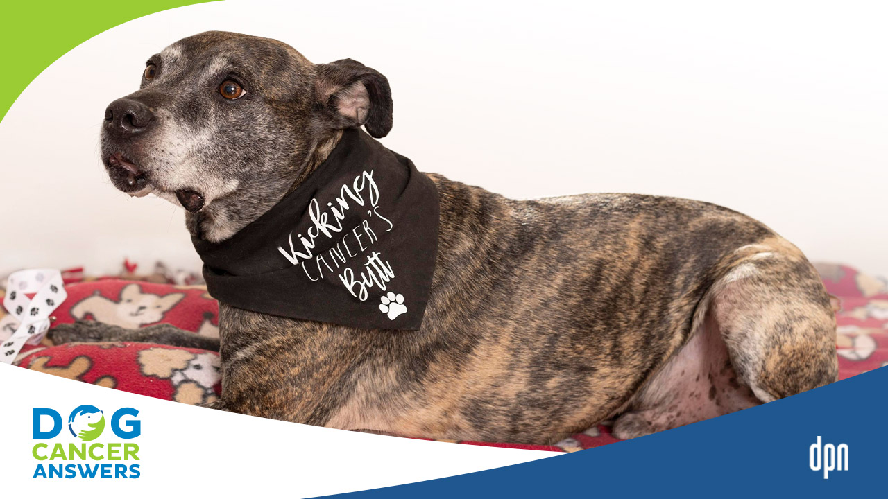 Dog Cancer True Tail: Dunbar | Dr. Katie Berlin & Tara Diehl