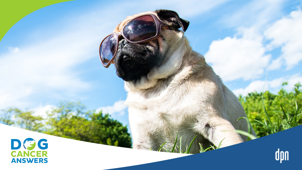 Will Cutaneous Hemangiosarcoma Come Back? | Dr. Brooke Britton