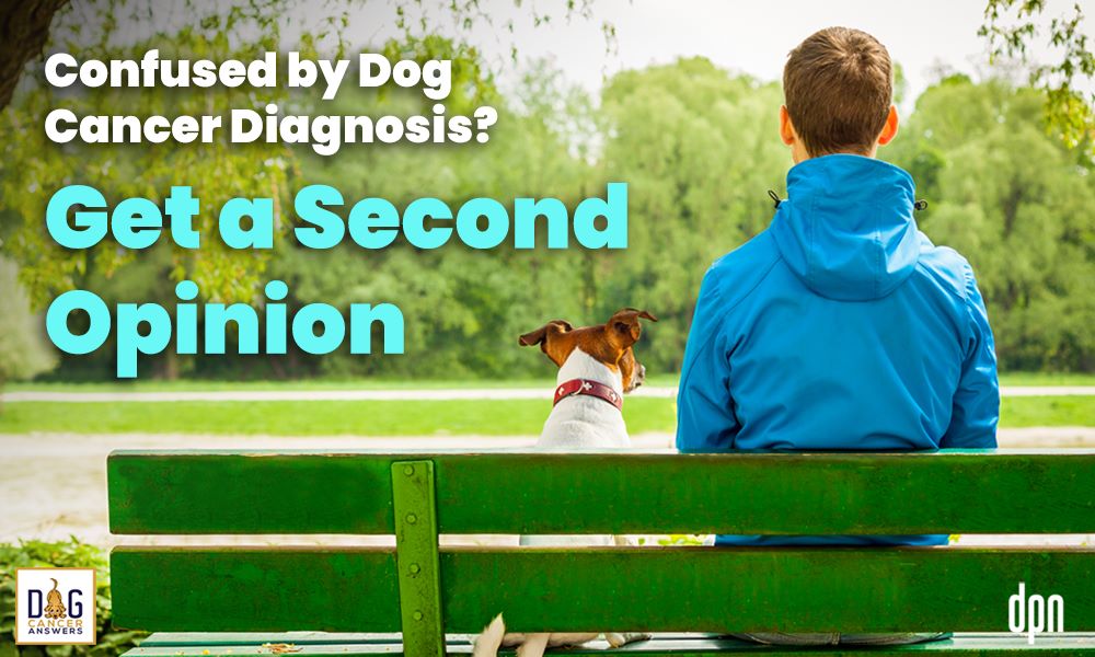 Why Didn't My Vet Catch My Dog's Cancer Earlier