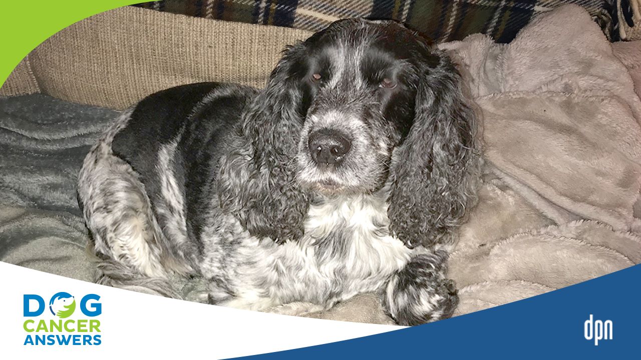 Dog Cancer True Tail: Lilli | John Mcleish