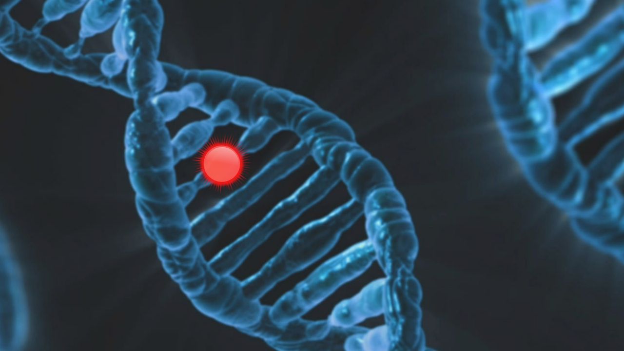 Genetic Mutations and Dog Cancer: An Overview