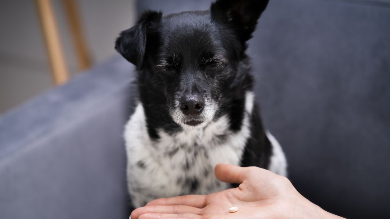 Metronomic Chemotherapy for Dogs