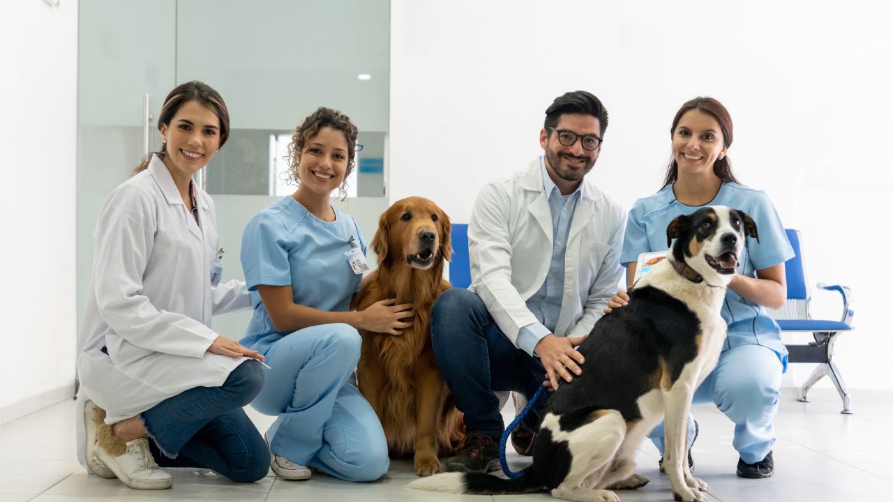 You Are the Team Leader When It Comes to Your Dog’s Cancer Care
