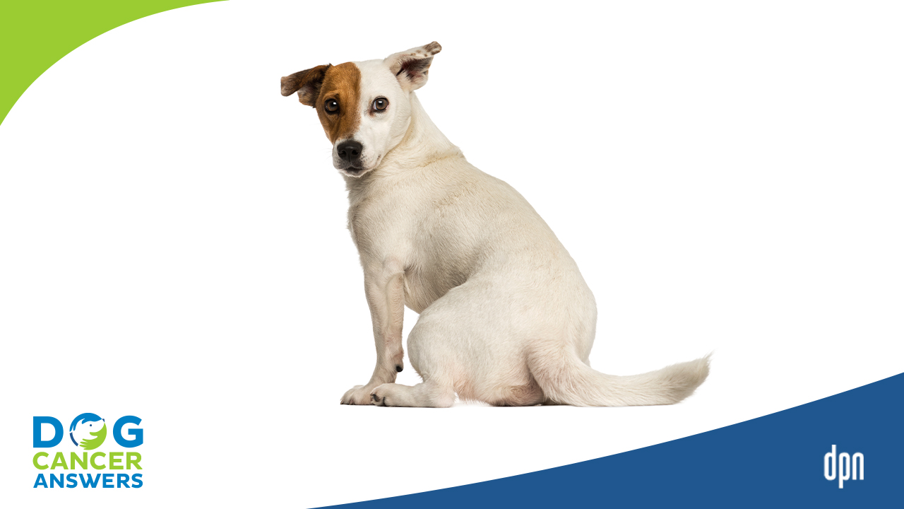 Managing Rectal Tumors in Dogs │ Rewind with Dr. Demian Dressler and Dr ...