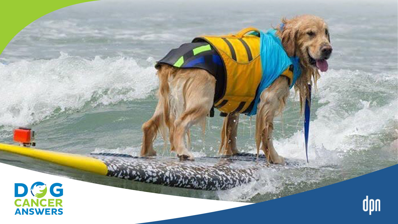Dog Cancer True Tail: Golden Retriever Hero Indy | Kim Peri & Dr. Mike ...
