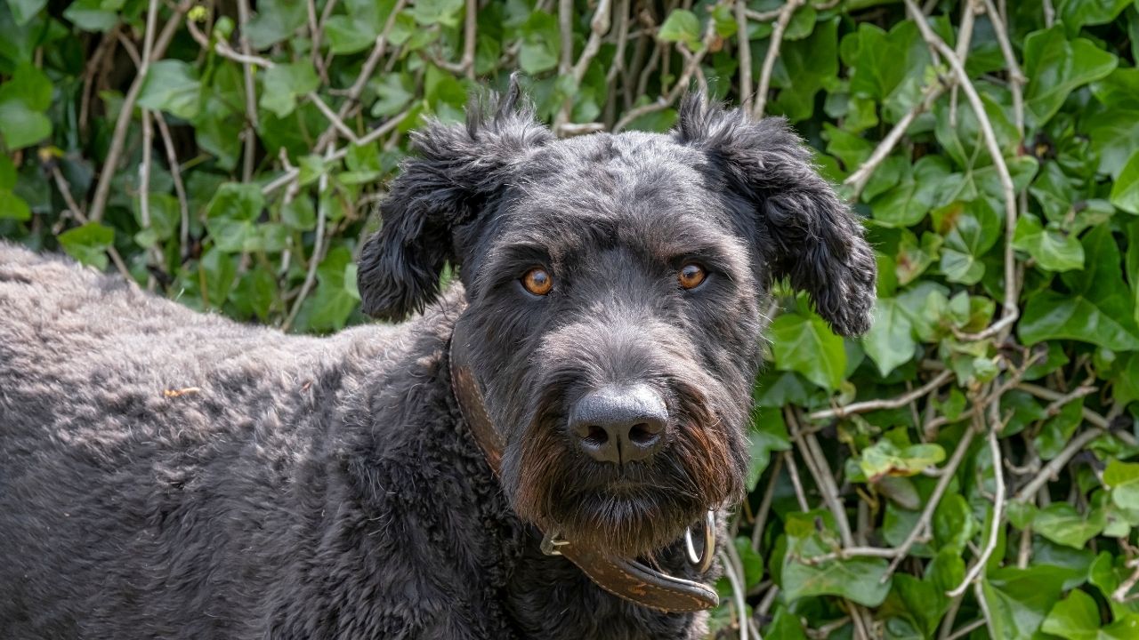 Prostate Cancer In Dogs