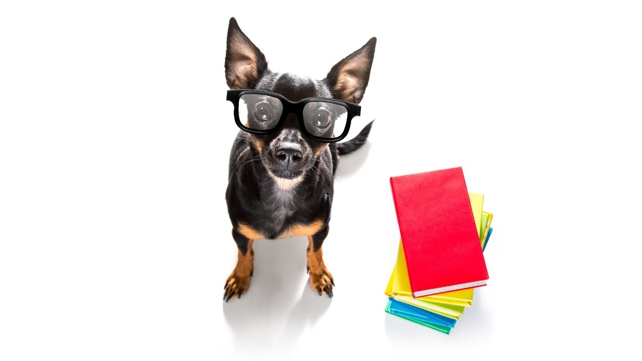 Staging and Grading Cancer in Dogs