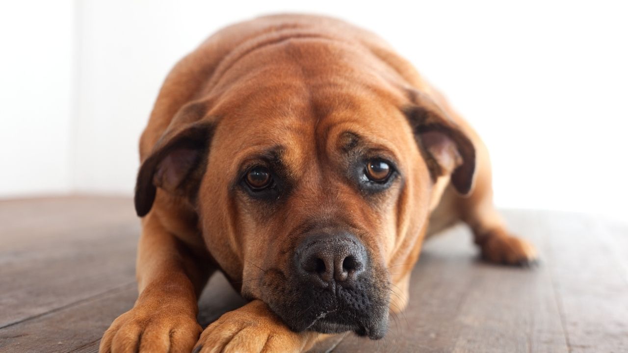 It's Not Your Fault: Cancer as a Multifactorial Disease