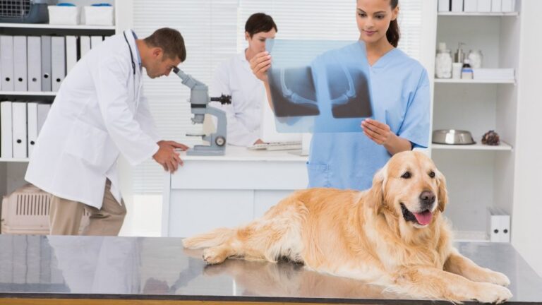 Diagnosis and Medical Procedures - DogCancer.com