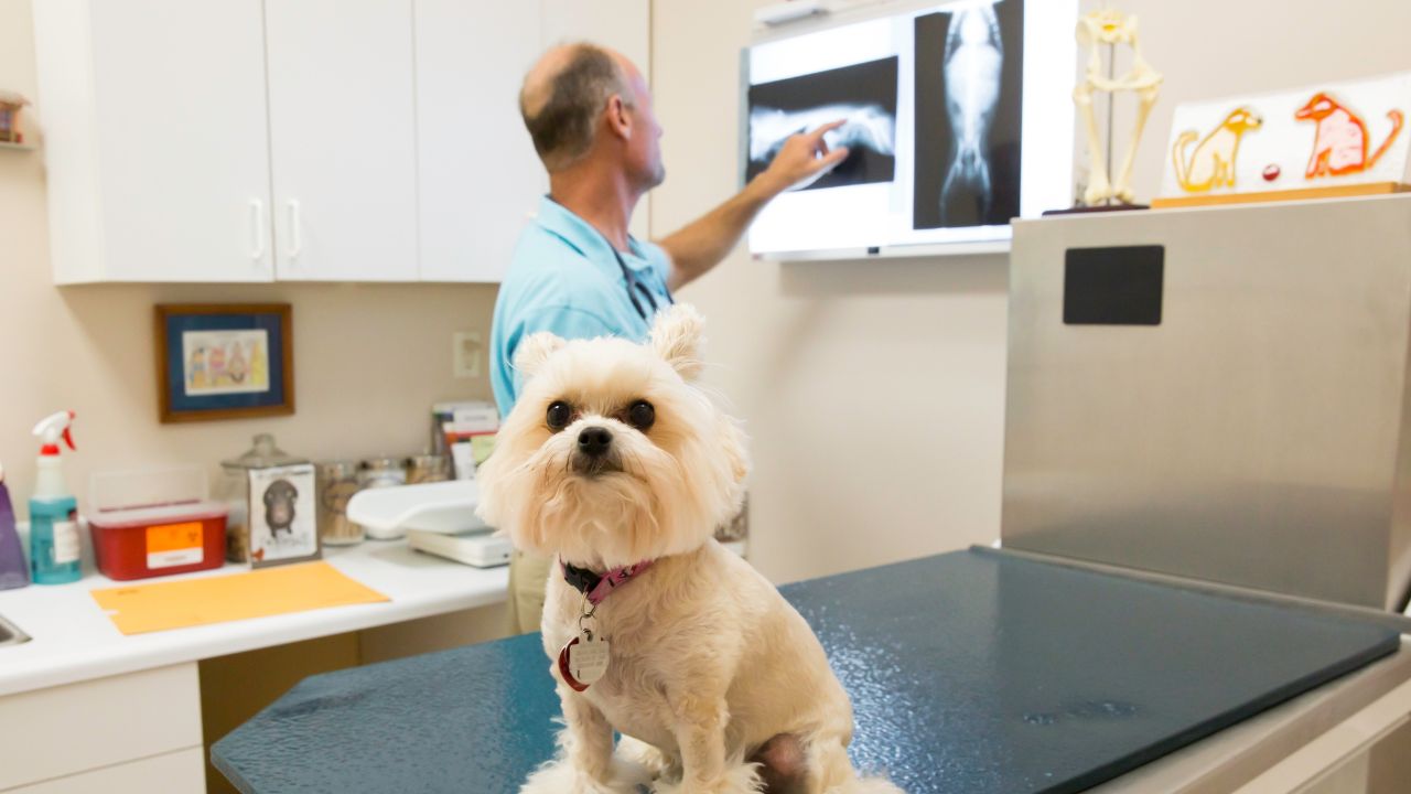 The Difference Between Benign and Malignant Tumors