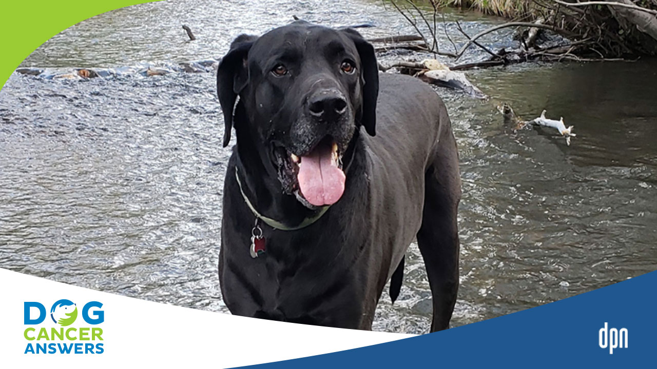 My Heart Dog Ludo | Dr. Adrienne Anderson