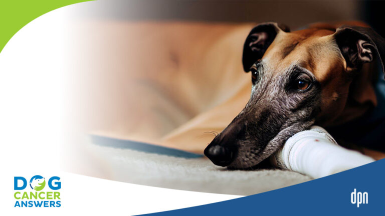 Pain Management for Dogs