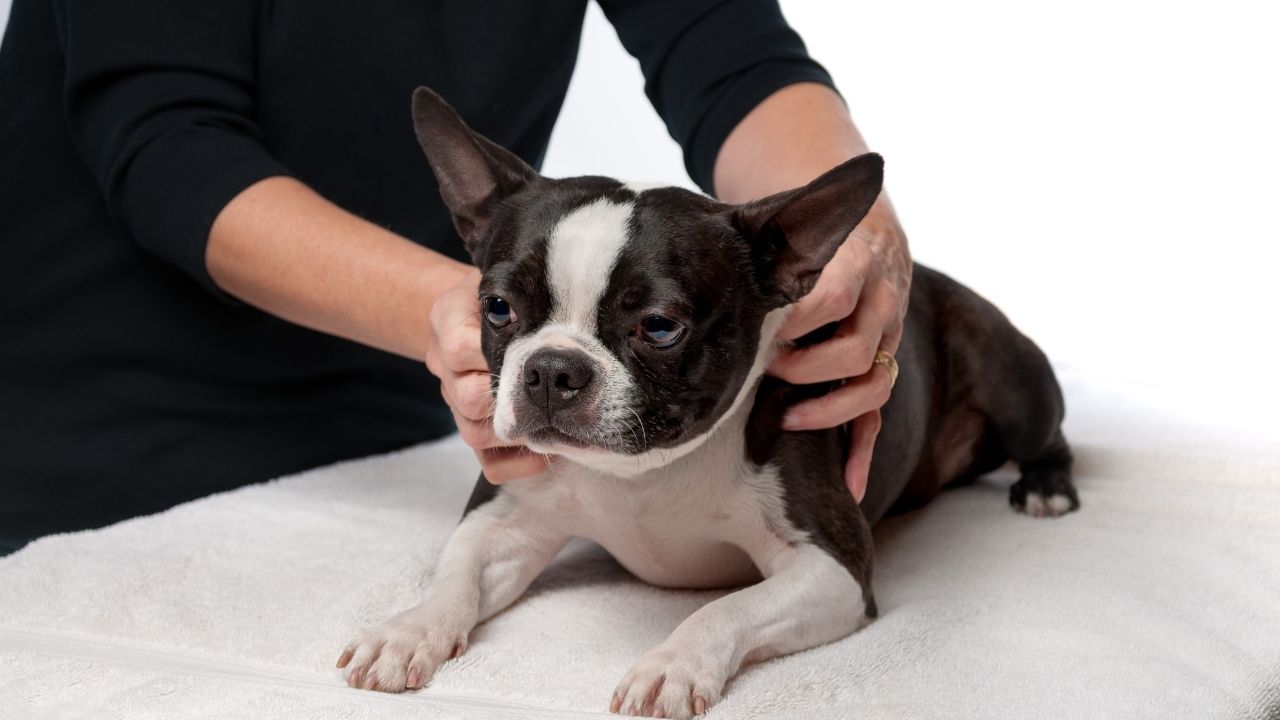 Reiki for Dogs