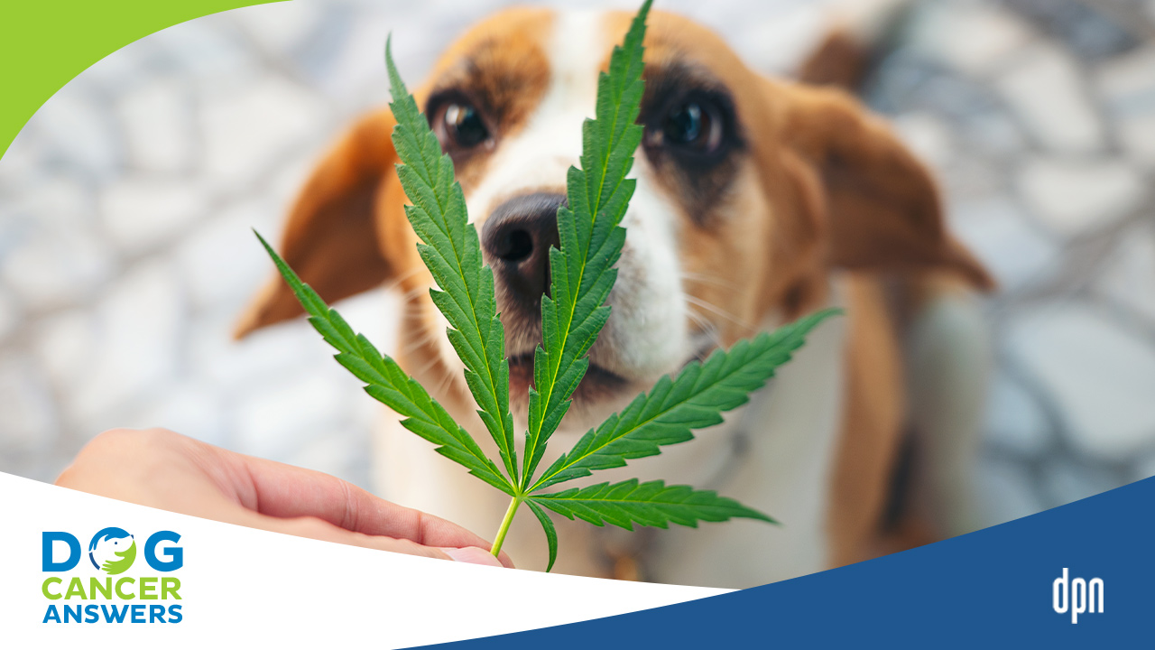CBD and Cannabis for Dogs: Then, Now, and Looking Forward Part 2 | Dr ...