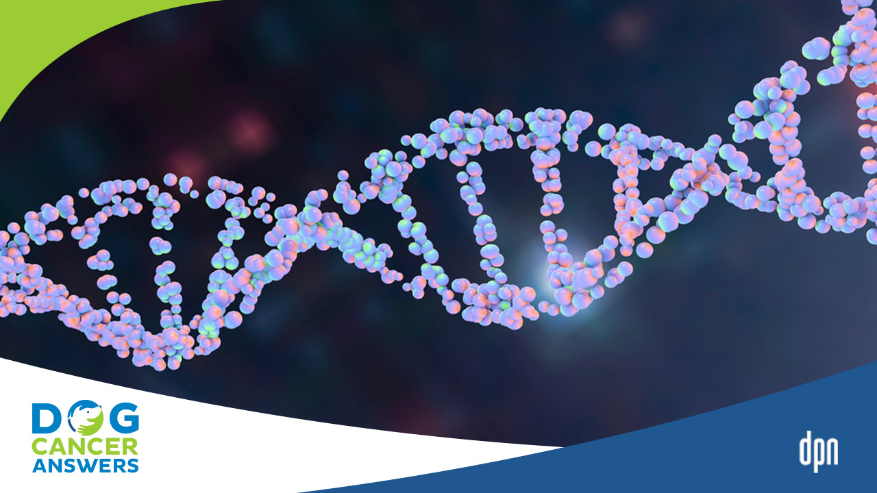 How Do Genetic Mutations Cause Cancer? | Dr. Charlotte Hacker ...