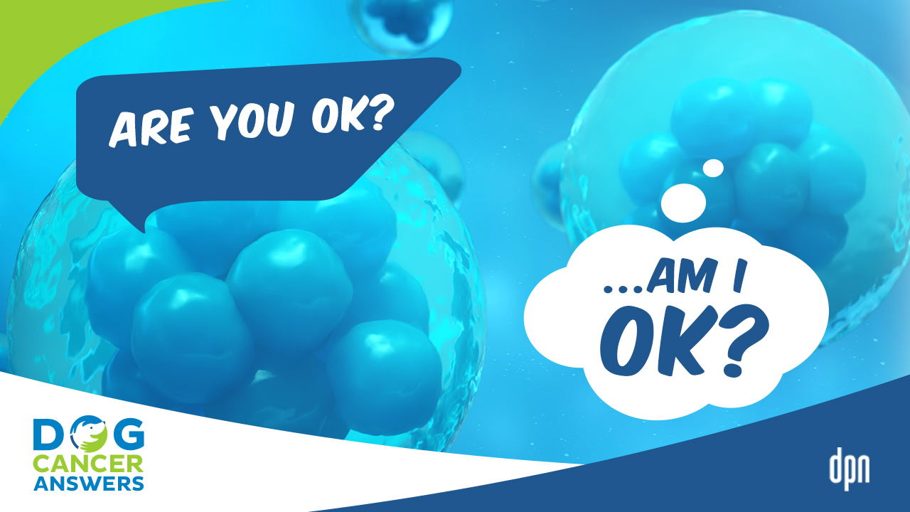 Apoptosis Explained Simply and Why It Matters in Dog Cancer | Amanda ...