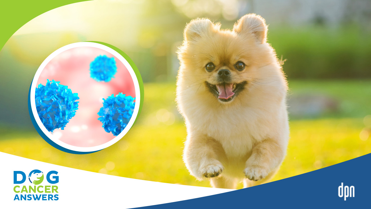 T Cell Infusion for Lymphoma in Dogs | Dr. Megan Duffy - DogCancer.com