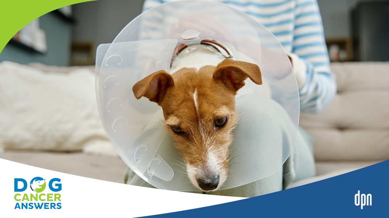 Dog Surgery Recovery Guide for Dog Owners | Kate Basedow, LVT