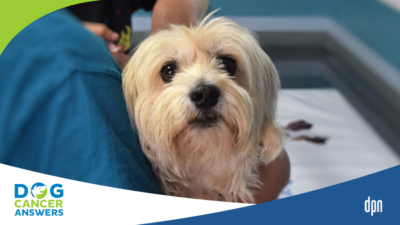 Found a Lump on My Dog and Other Bad Signs | David Vail, DVM, MS, Dip ...